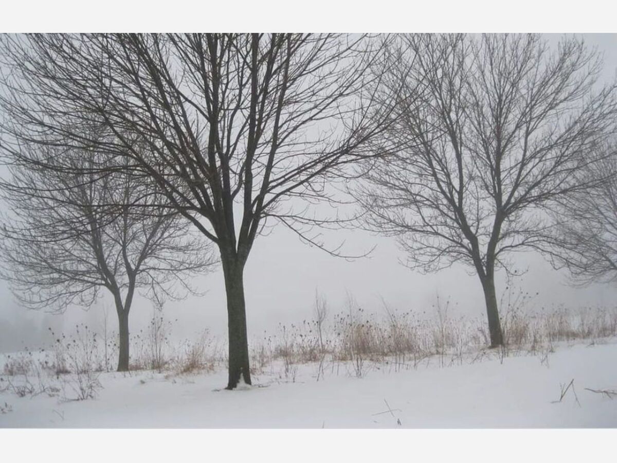 Wintertime Tree Identification Hike | Hunt Valley Life